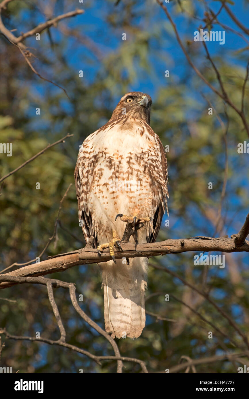 Bird Hawk at park lake tree top perch Stock Photo - Alamy