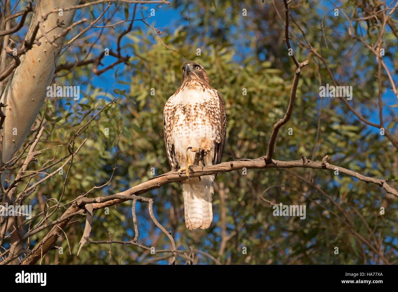 Bird Hawk at park lake tree top perch Stock Photo - Alamy