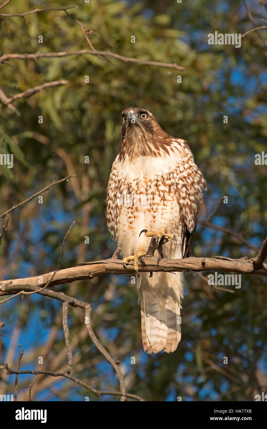 Bird Hawk at park lake tree top perch Stock Photo - Alamy