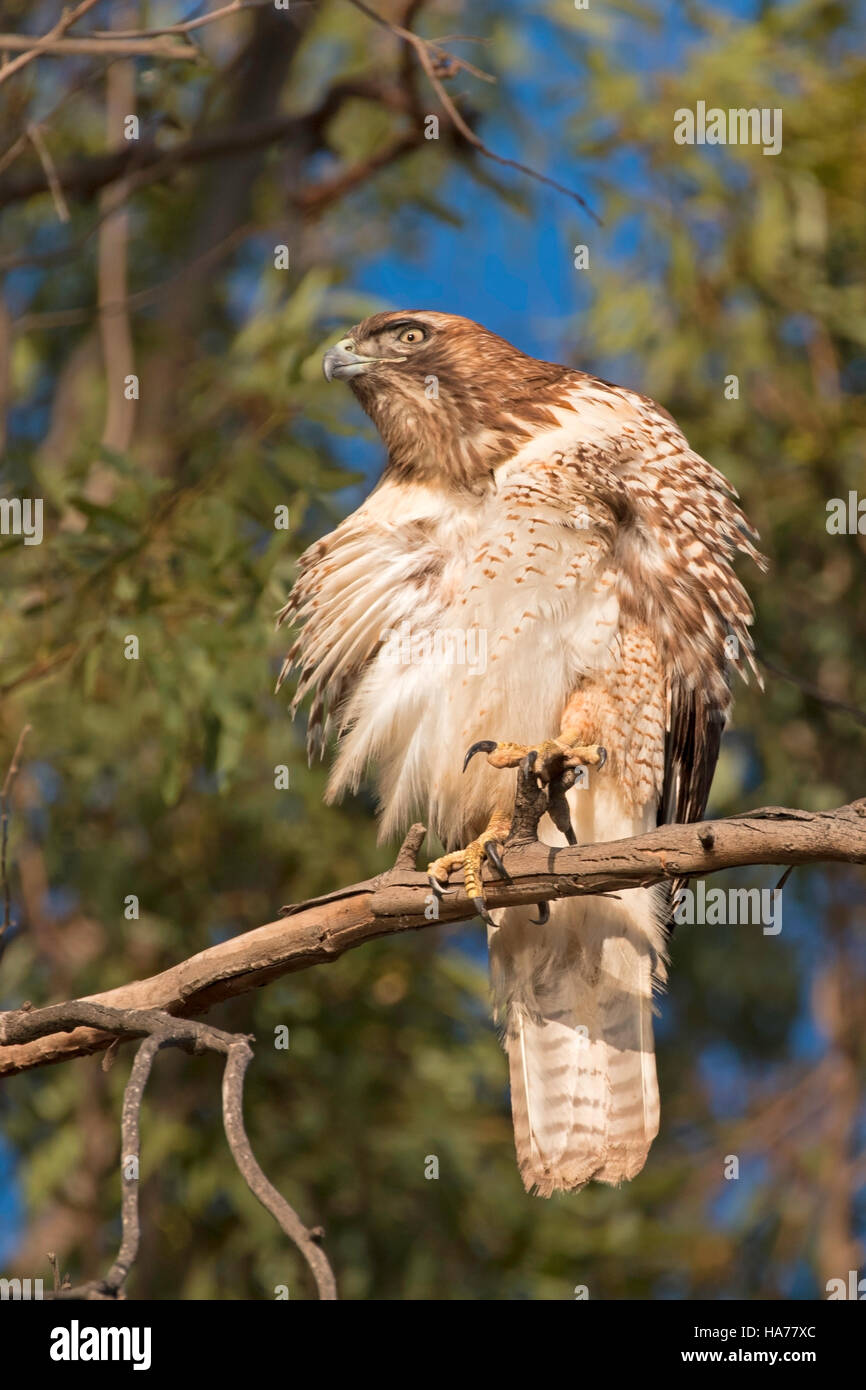 Bird Hawk at park lake tree top perch Stock Photo - Alamy