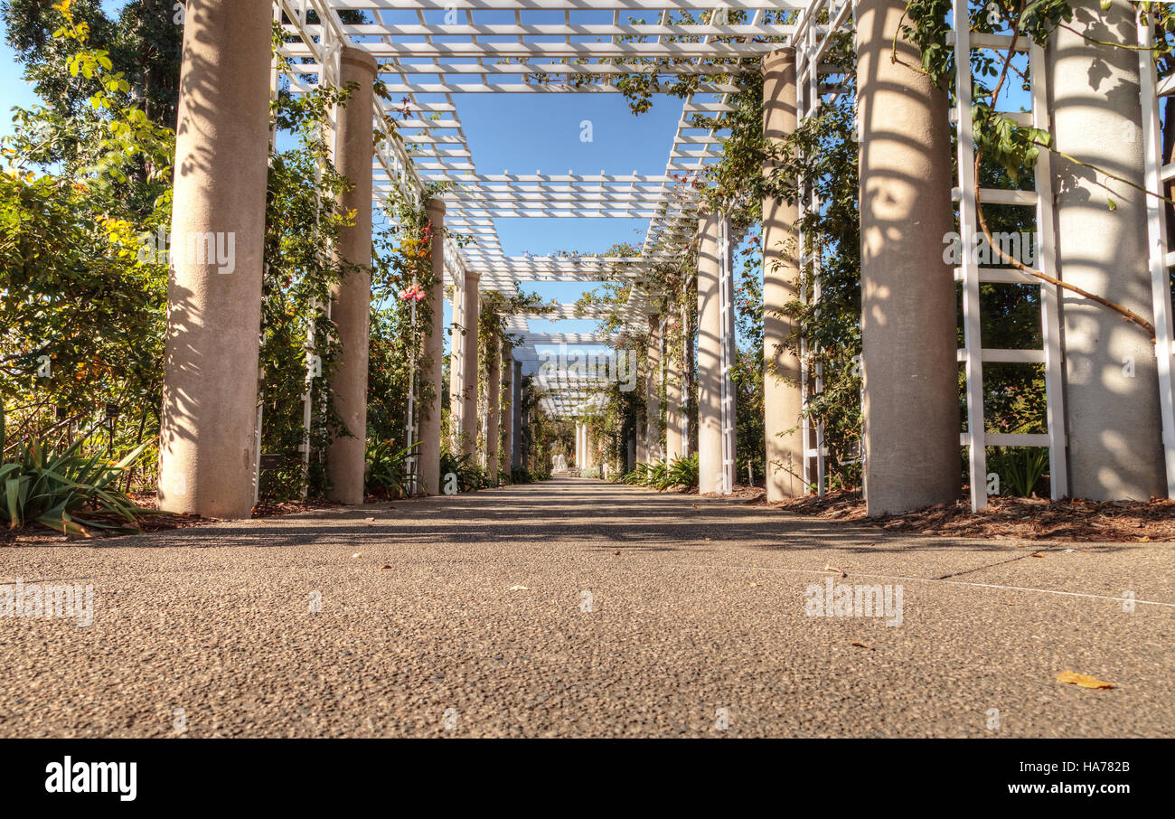 Rose garden trellis path with rose vines and a stone walkway Stock ...