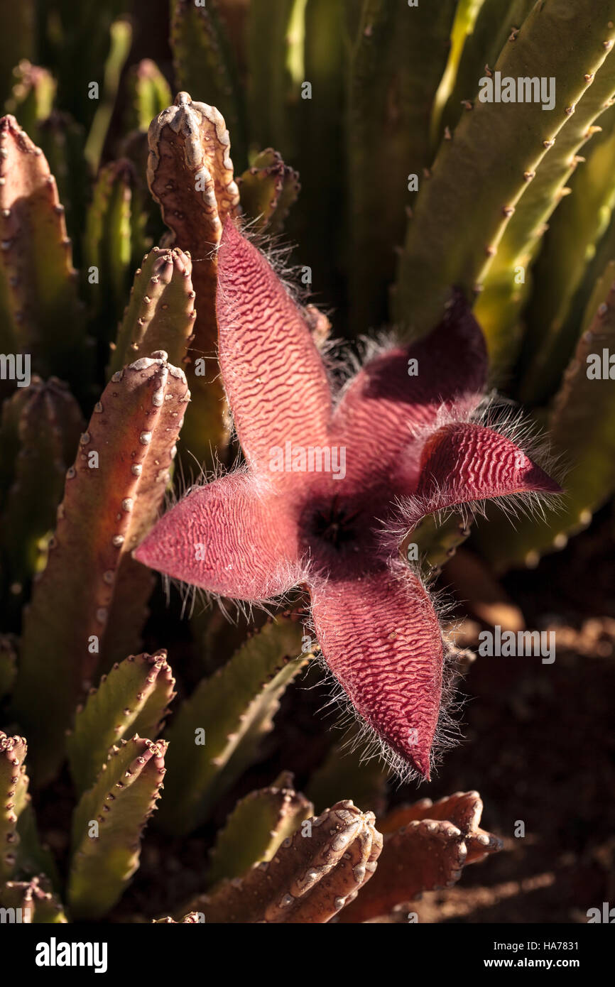 Starfish cactus hi-res stock photography and images - Alamy