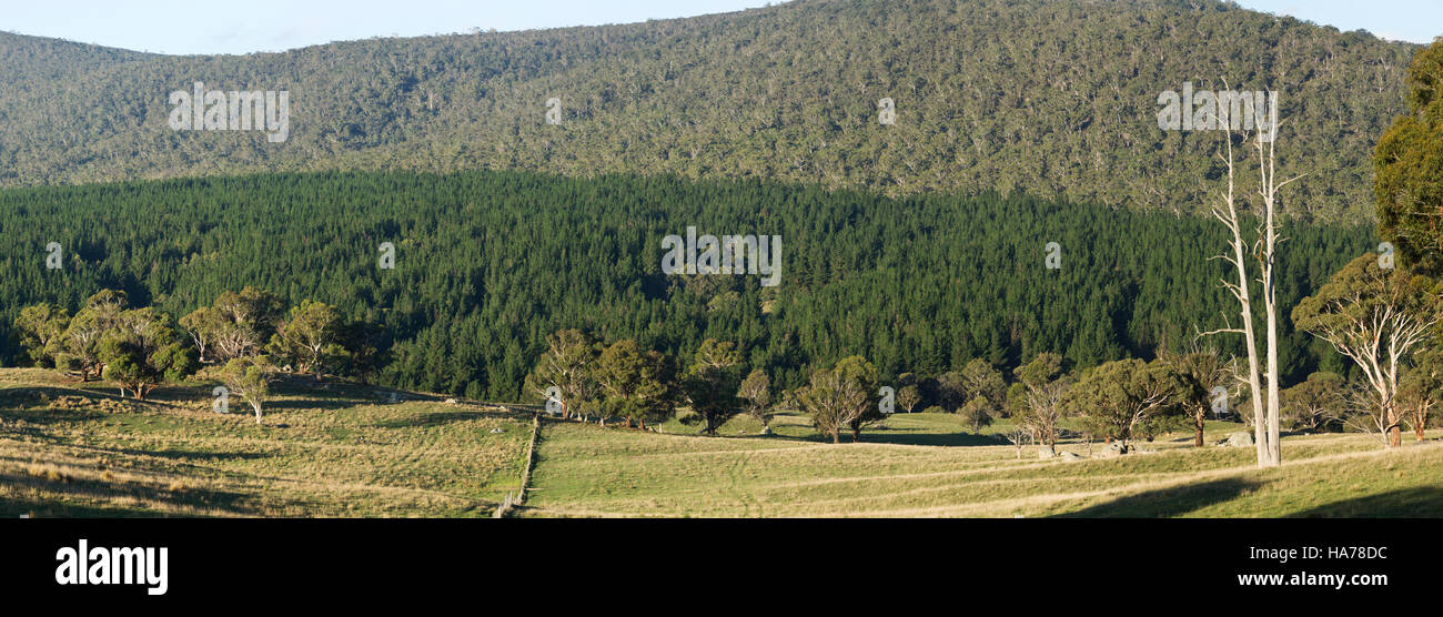A Pine plantation forest nestles between prime grazing country and ...