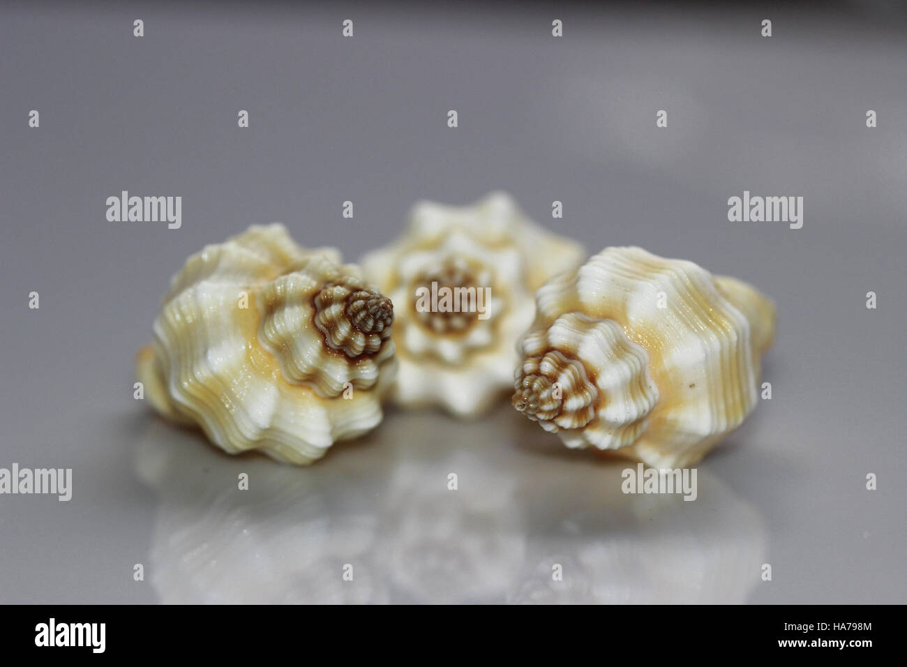 Sea shells isolated on white background Stock Photo - Alamy