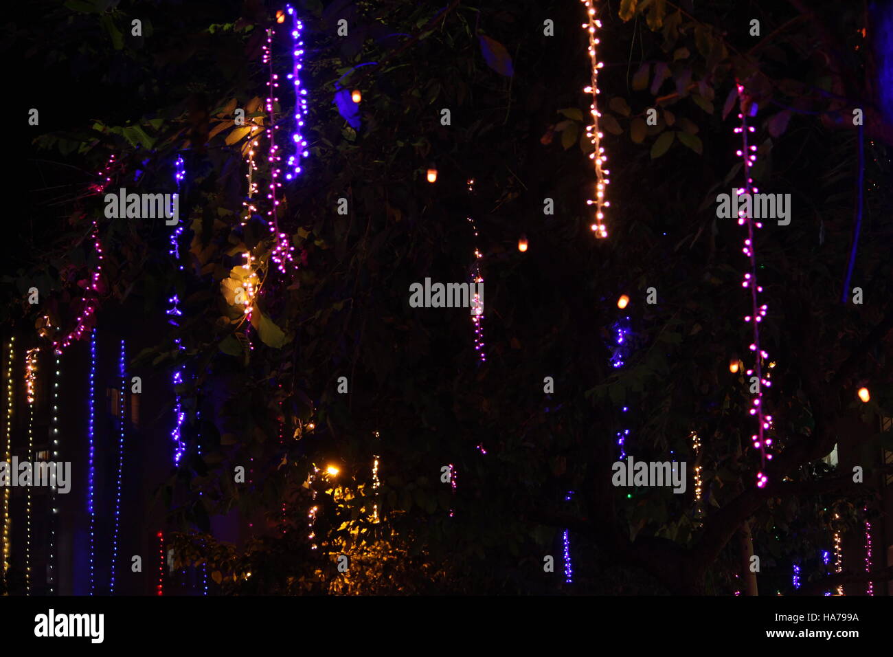 Christmas or Diwali tree lighting ceremony Stock Photo - Alamy