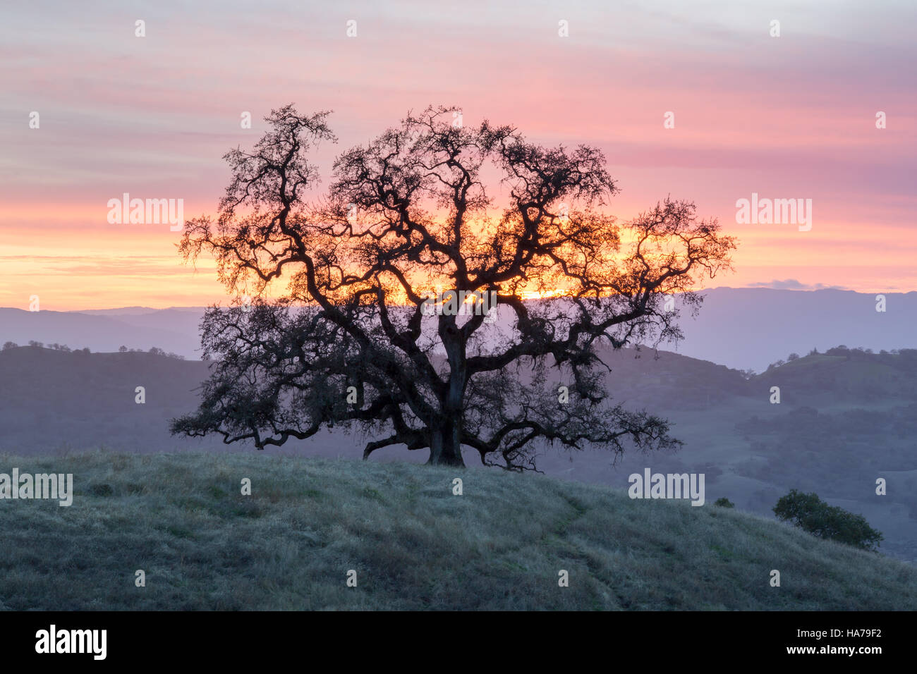 Oak tree silhouette hi-res stock photography and images - Alamy