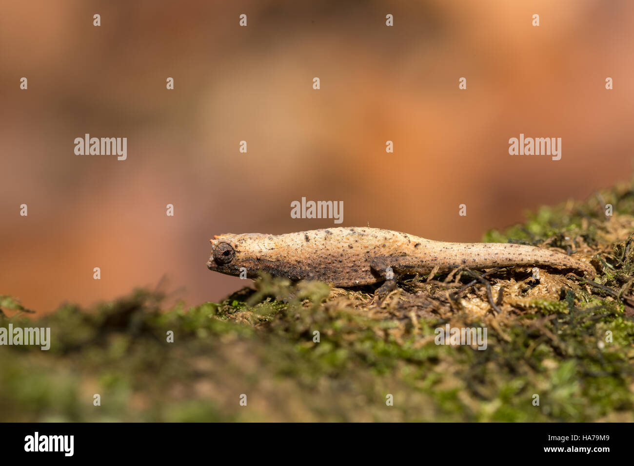 tiny chameleon Brookesia micra (Brookesia minima), smallest known ...
