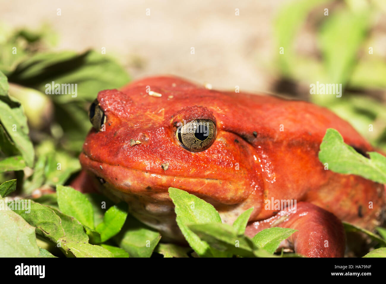 Tomato frog madagascar hi-res stock photography and images - Alamy