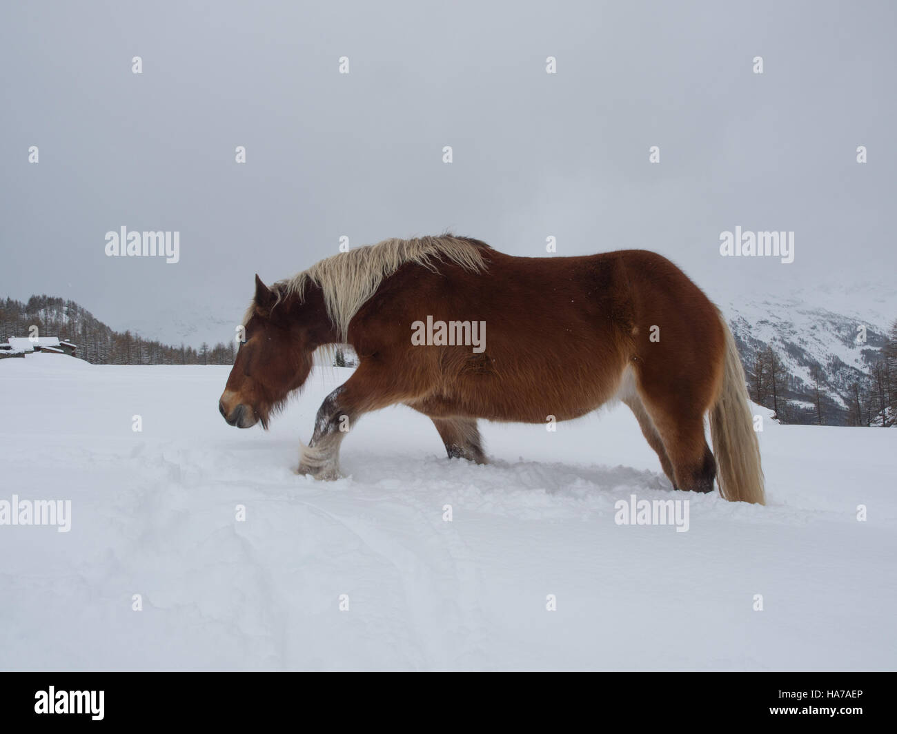 haflinger horse trudging through mountain meadows full of snow Stock ...