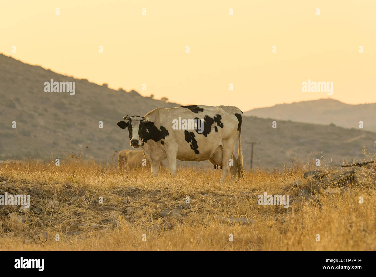 Golden cow hi-res stock photography and images - Alamy