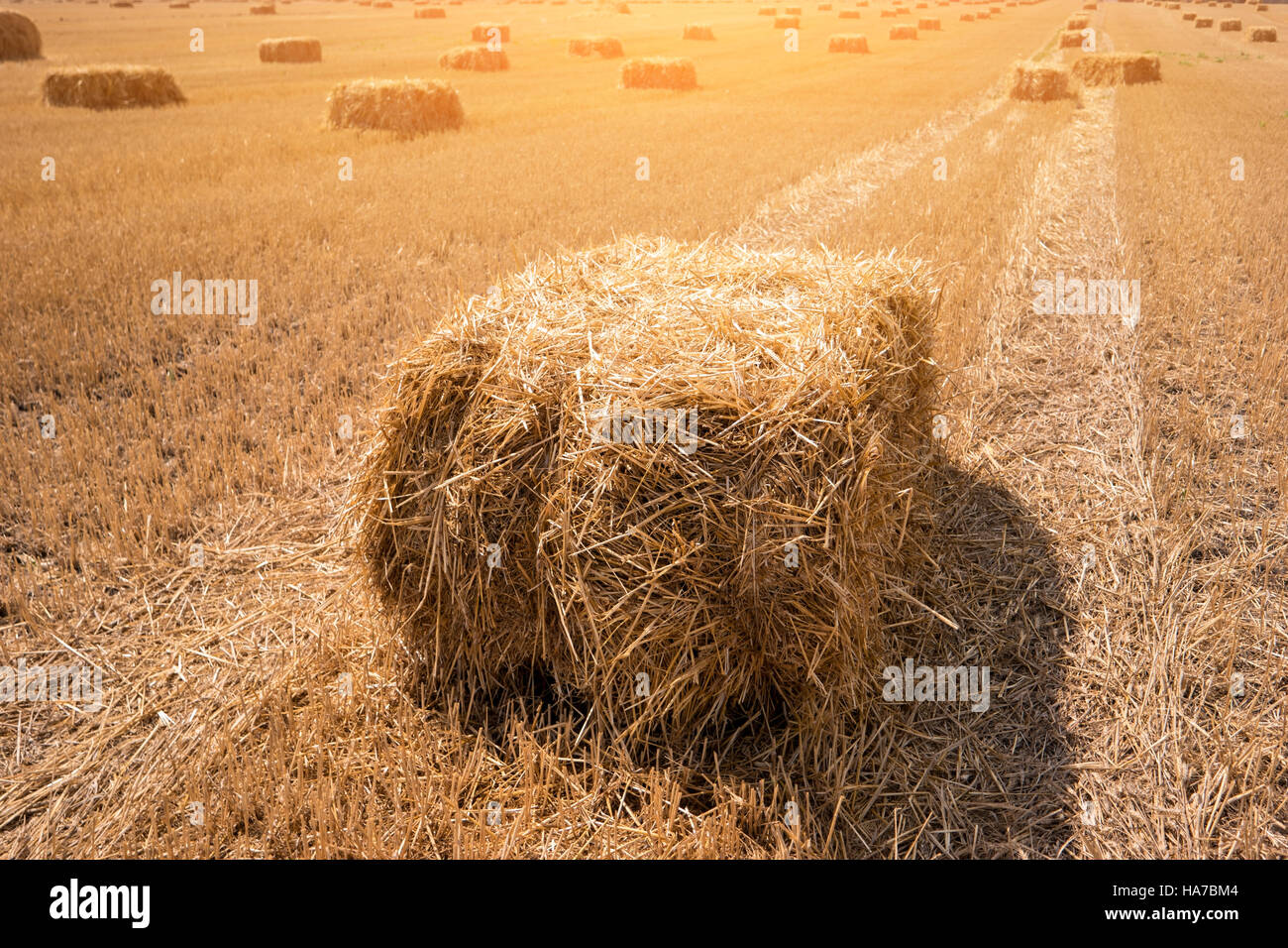Rectangular hay bale Stock Photo - Alamy