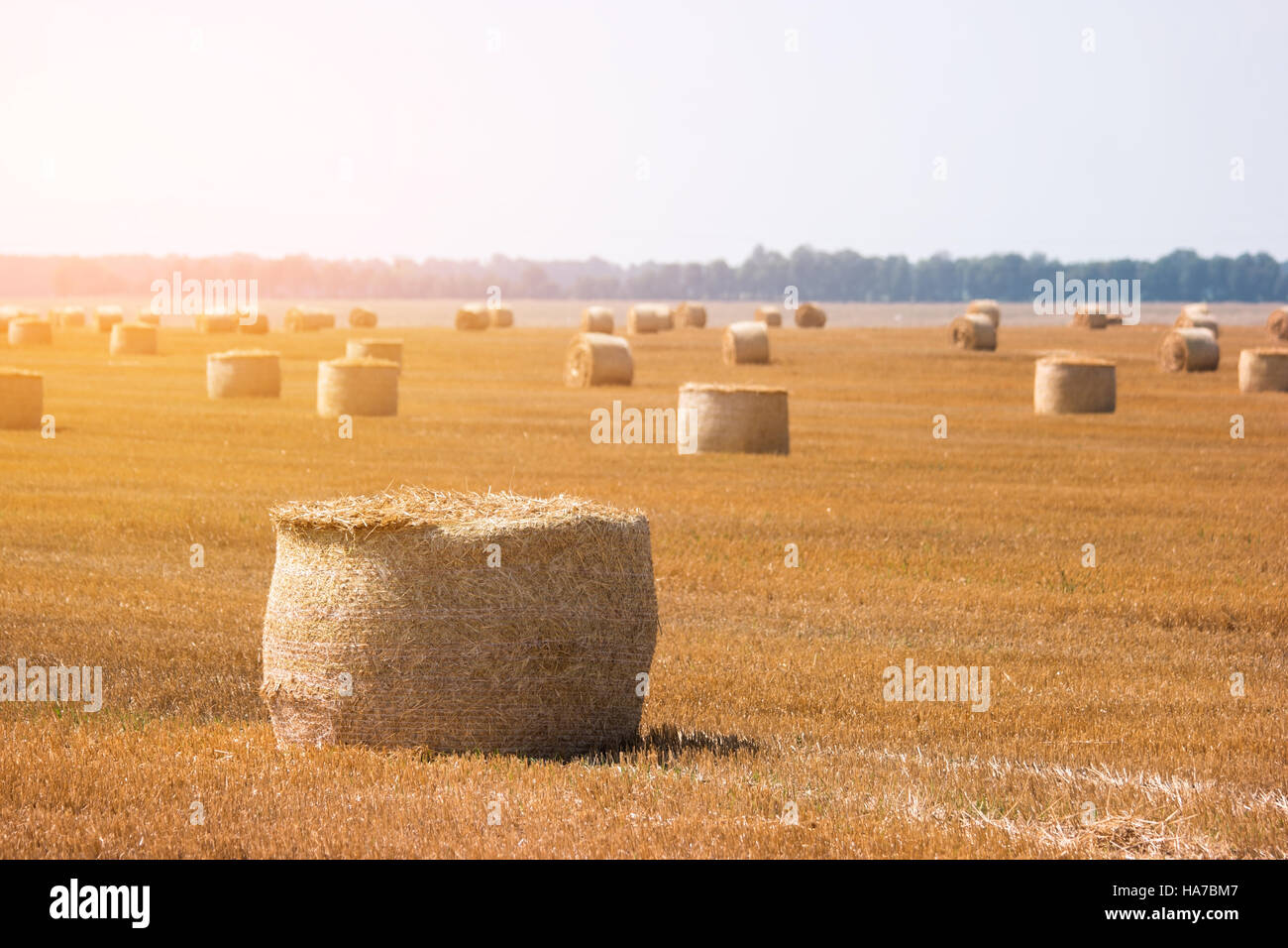 Field with hay stacks Stock Photo - Alamy