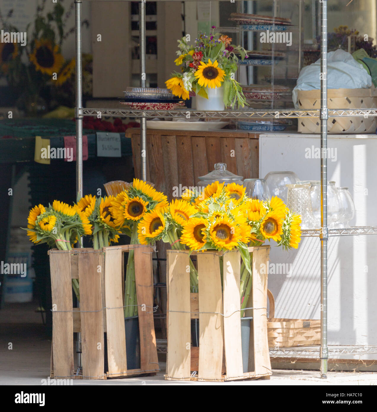 Farmers sunflowers hi-res stock photography and images - Alamy