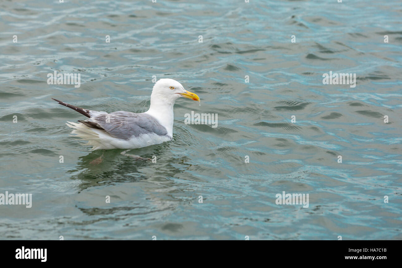 Seagull red beak hi-res stock photography and images - Alamy