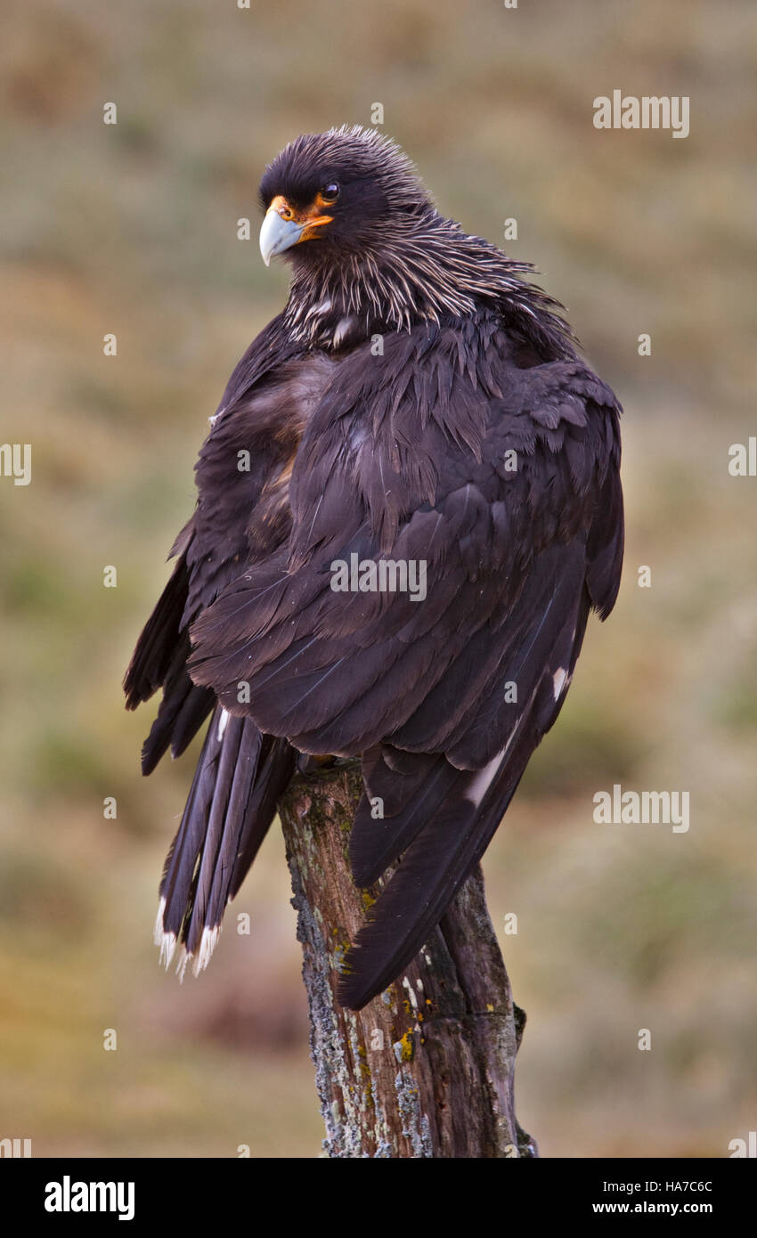 Rook head profile hi-res stock photography and images - Alamy