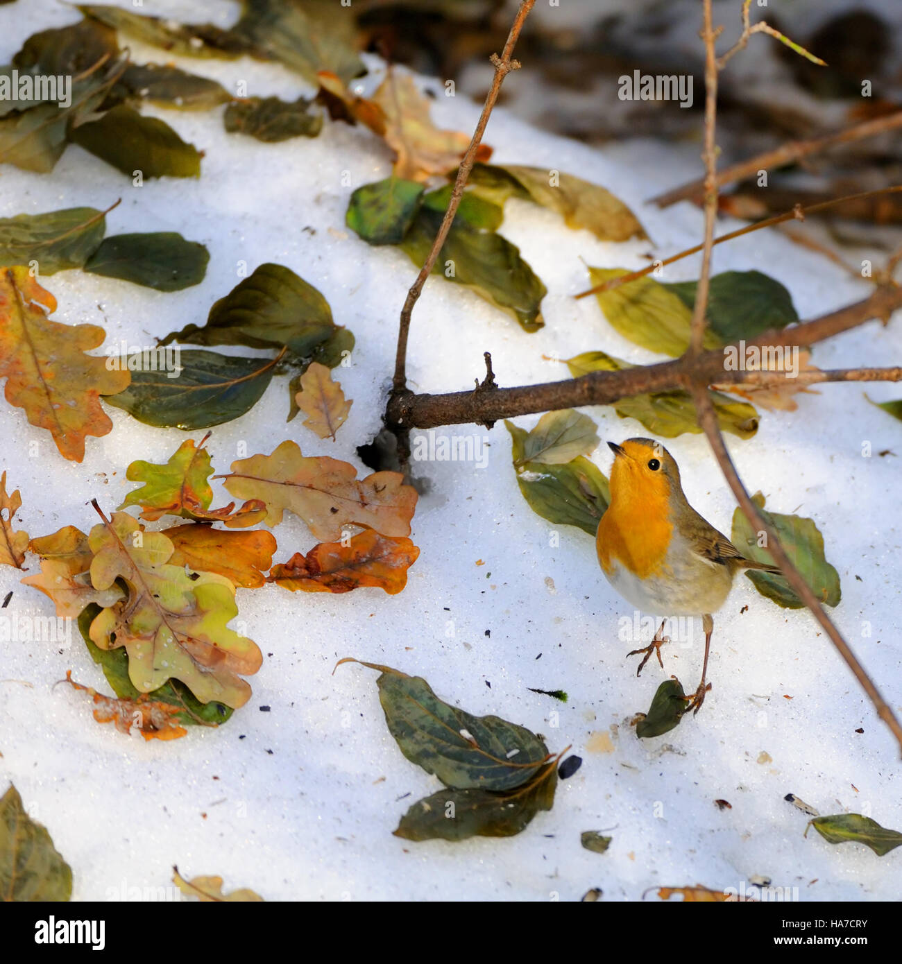 European Robin (Erithacus rubecula) among dry leaves in the snow ...