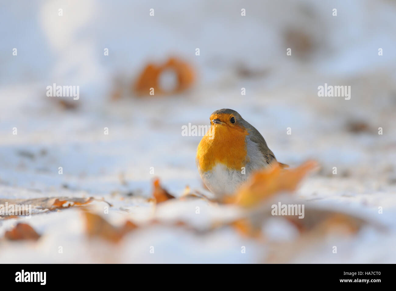 European Robin (Erithacus rubecula) wintering in city park. Moscow ...