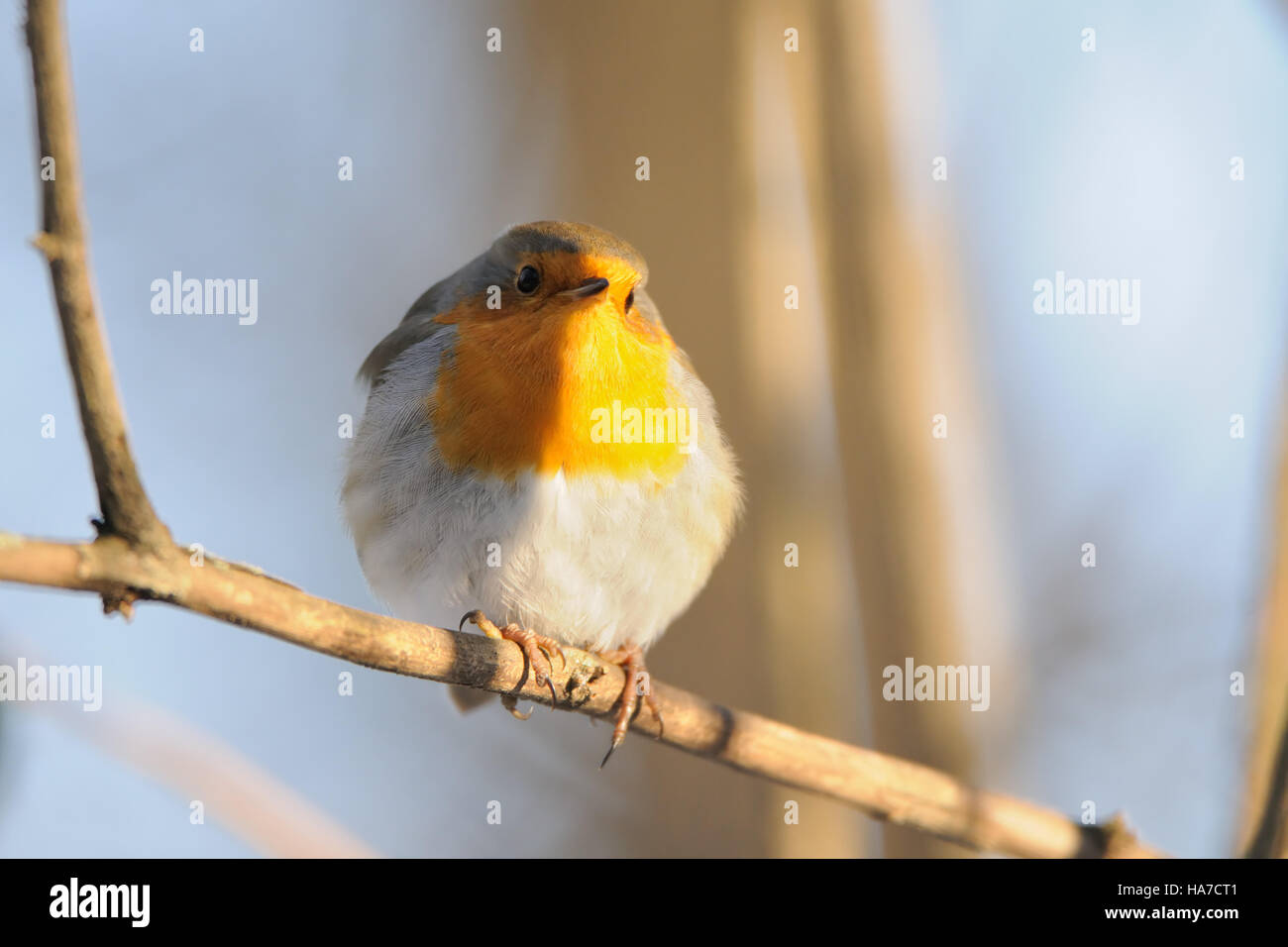 Perching European Robin (Erithacus rubecula) in winter. Moscow, Russia ...