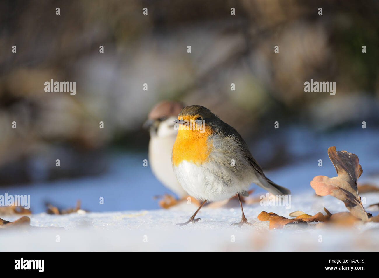 European Robin (Erithacus rubecula) and Tree Sparrow (Passer montanus ...