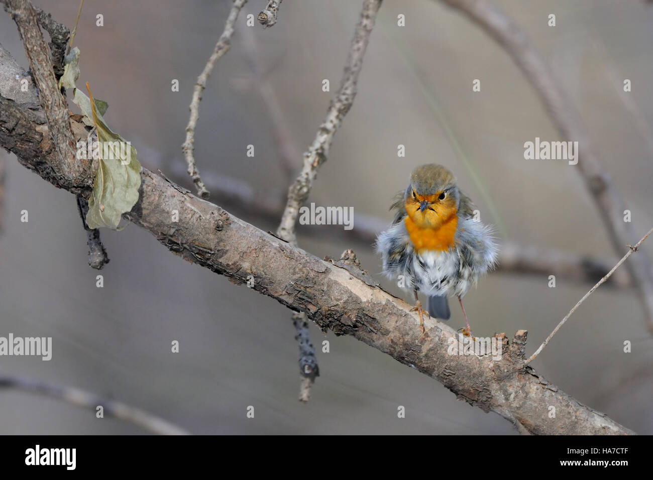 Perching European Robin (Erithacus rubecula) in winter. Moscow, Russia ...