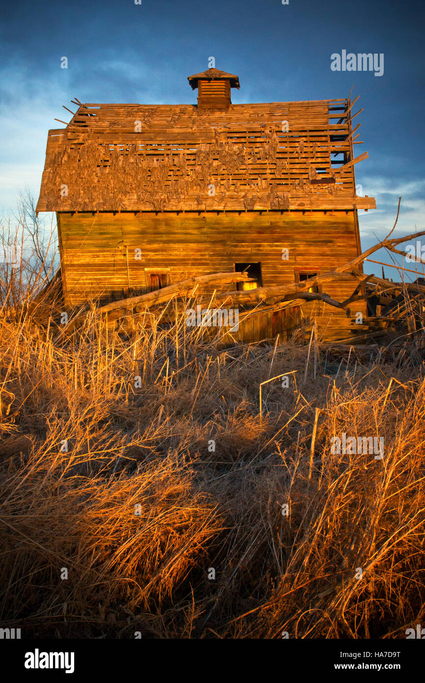 An old abandoned leaning barn reflects the sunlight of golden hour ...