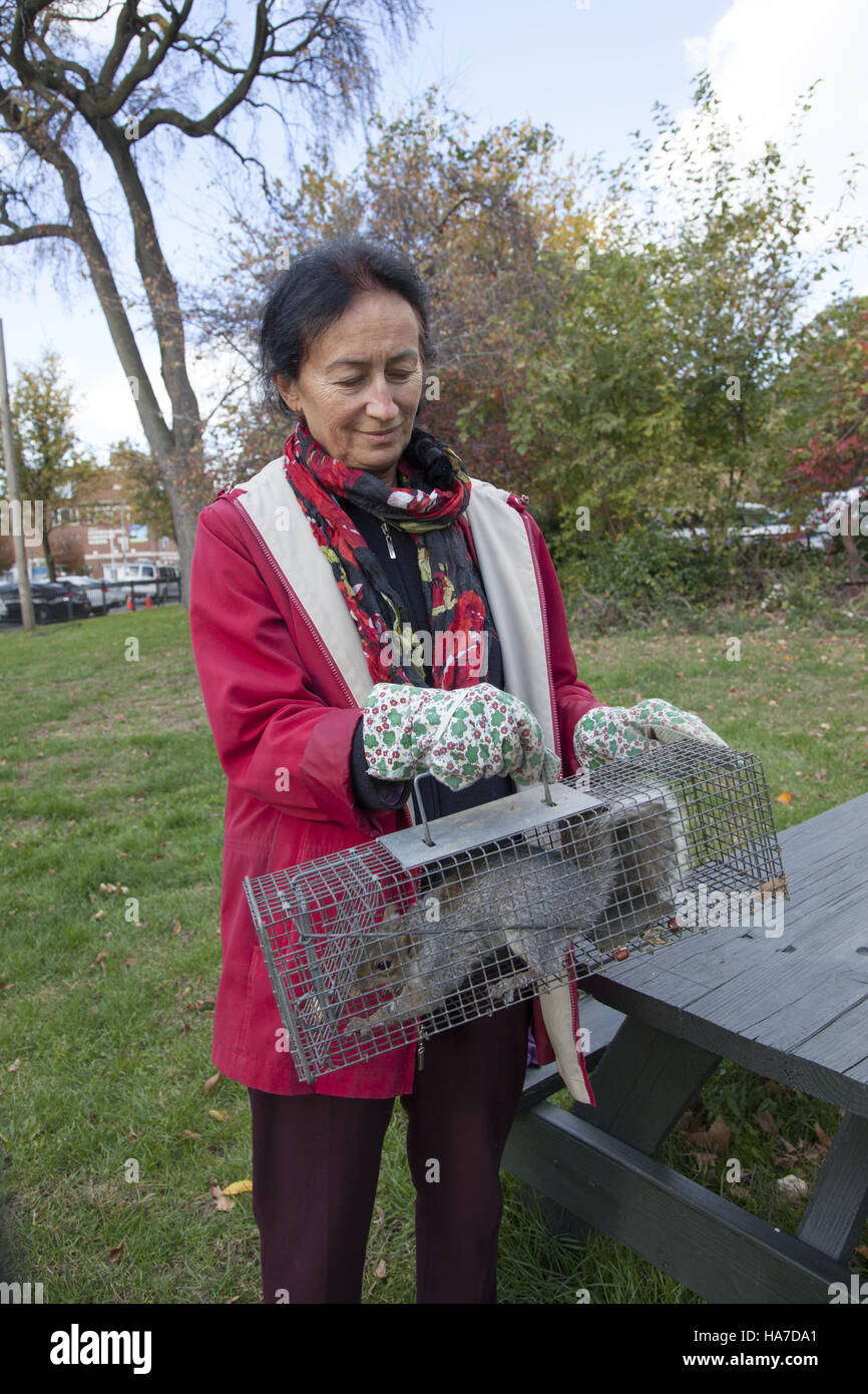 Woman about to release a squirrel in the park she trapped at her house ...