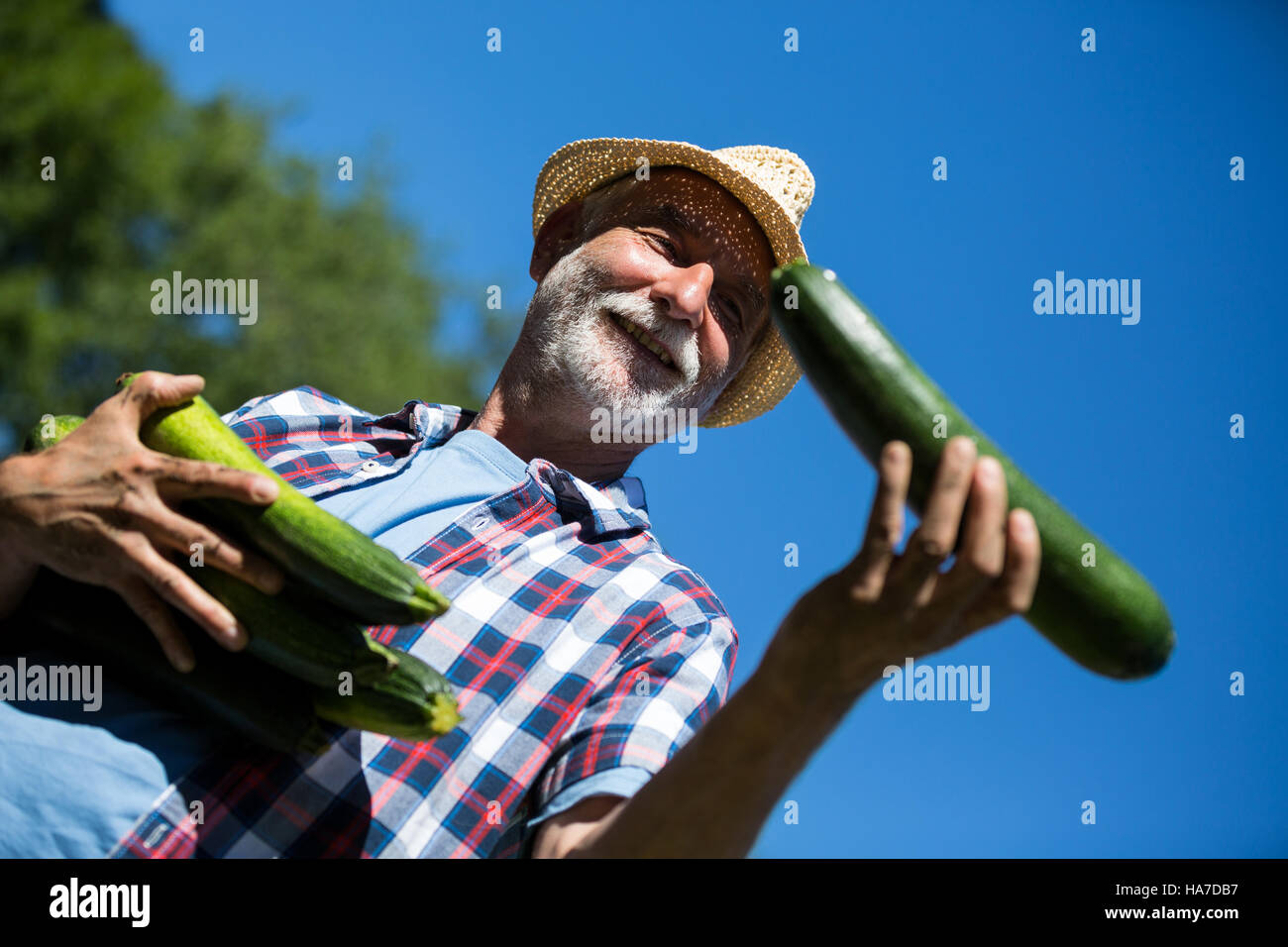 Senior man holding fresh zucchini in vegetable garden Stock Photo - Alamy