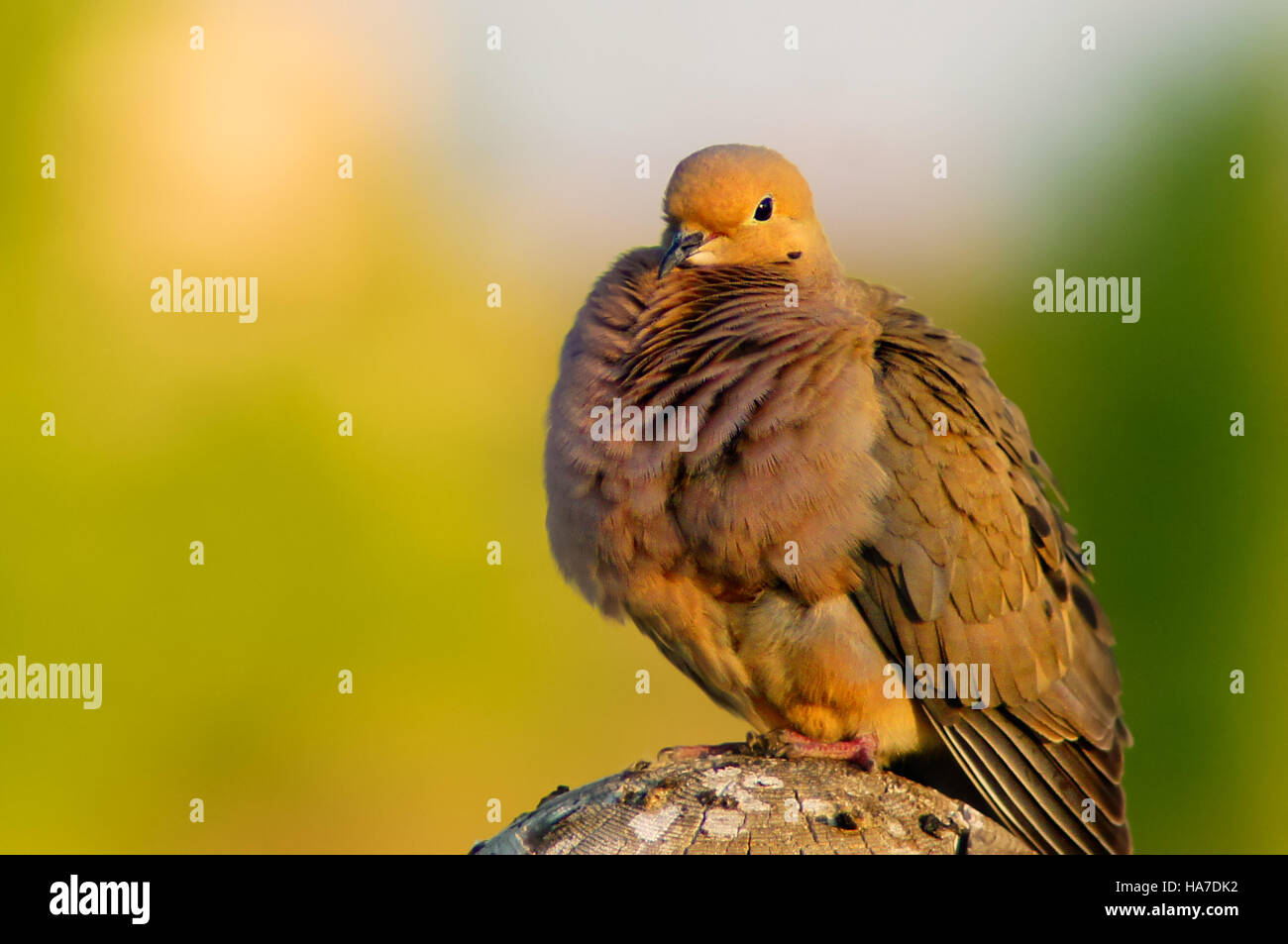 A Mourning Dove puffs up in the evening sunlight showing off her coat ...