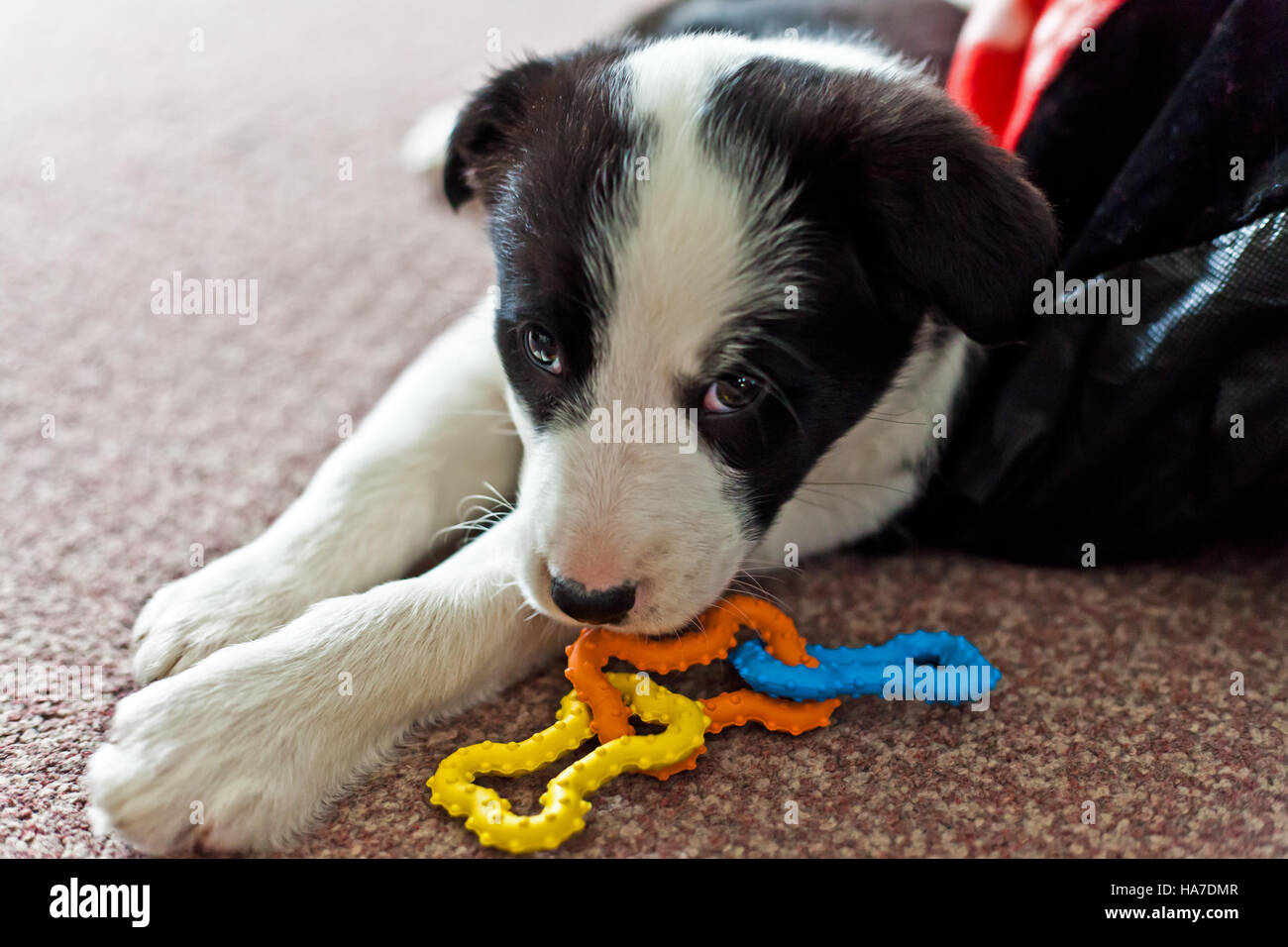 8 week old Border Collie pup portrait dog pet Stock Photo - Alamy
