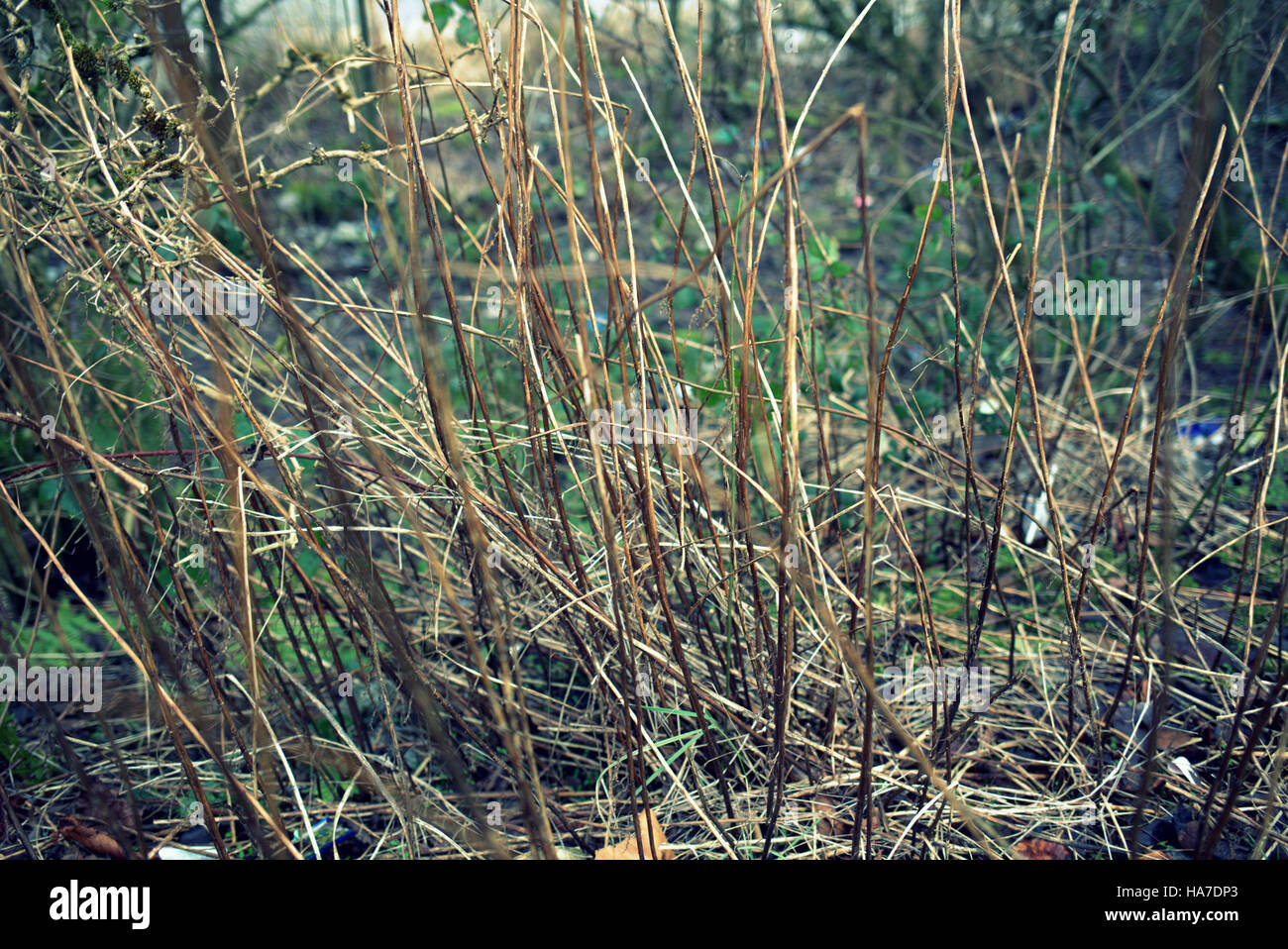 twigs branches trees leafs patterns background Stock Photo - Alamy