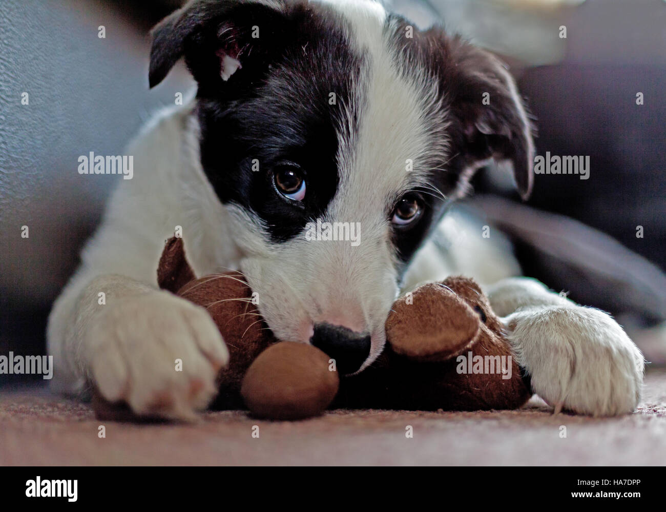 8 week old Border Collie pup and toy Stock Photo - Alamy