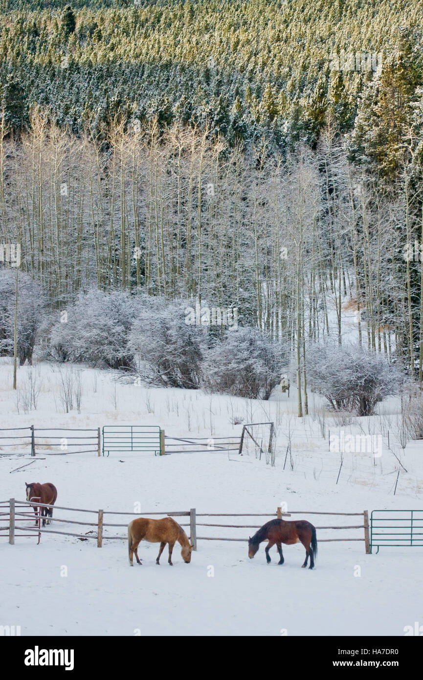 Horses on a rural ranch in the Colorado Rockies graze among the fresh ...