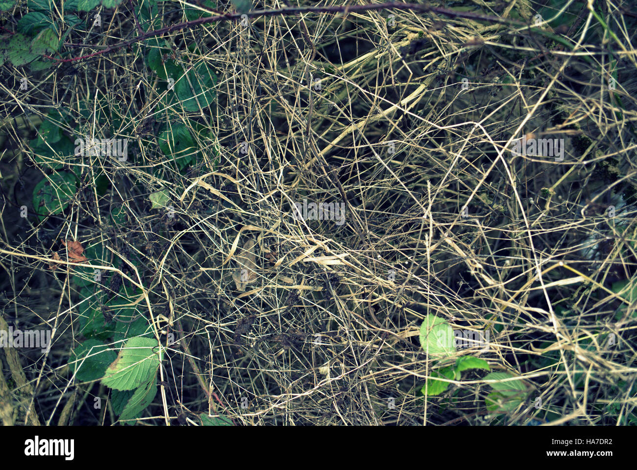twigs branches trees leafs patterns background Stock Photo - Alamy