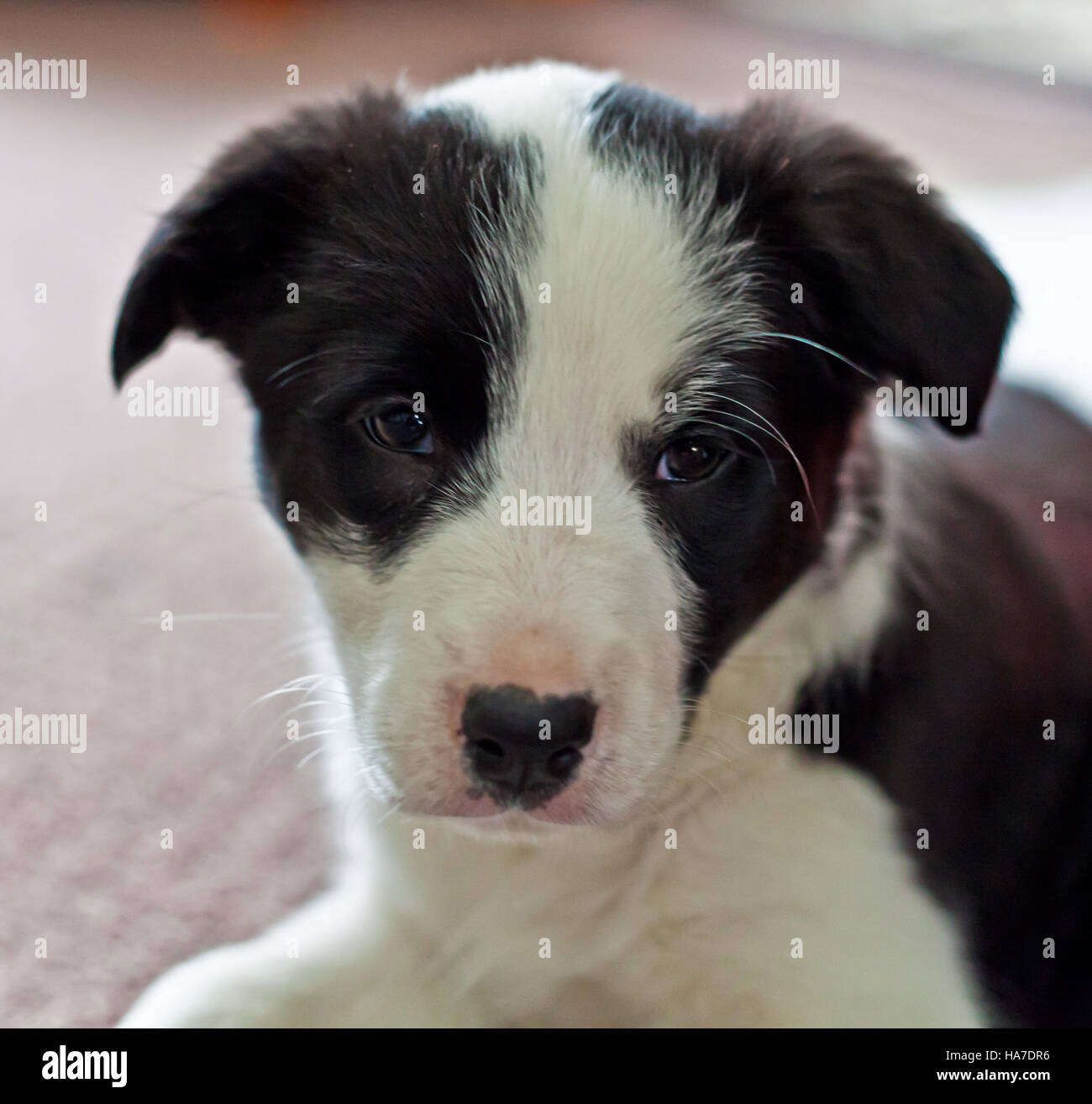 8 week old Border Collie pup portrait Stock Photo - Alamy