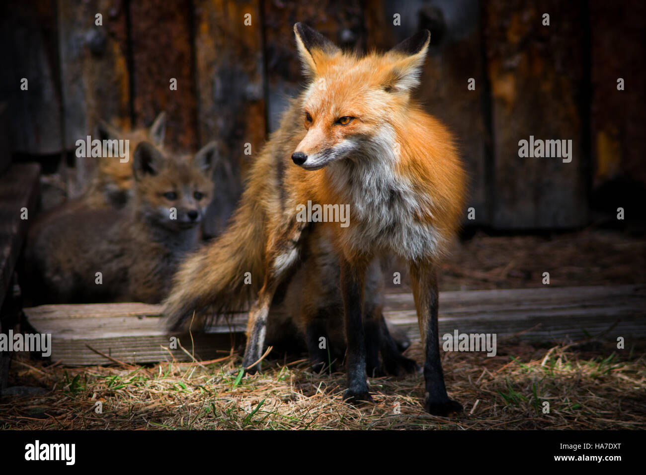 Red Fox and family Stock Photo - Alamy