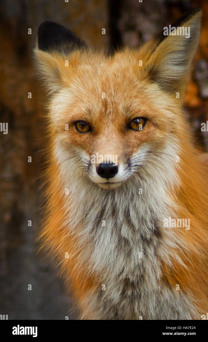 Portrait of a female Red Fox Stock Photo - Alamy