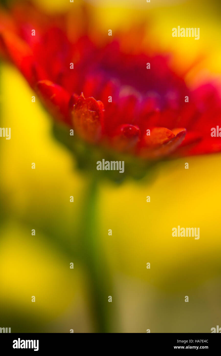 The petals of a daisy reach forward as teh background color embraces ...