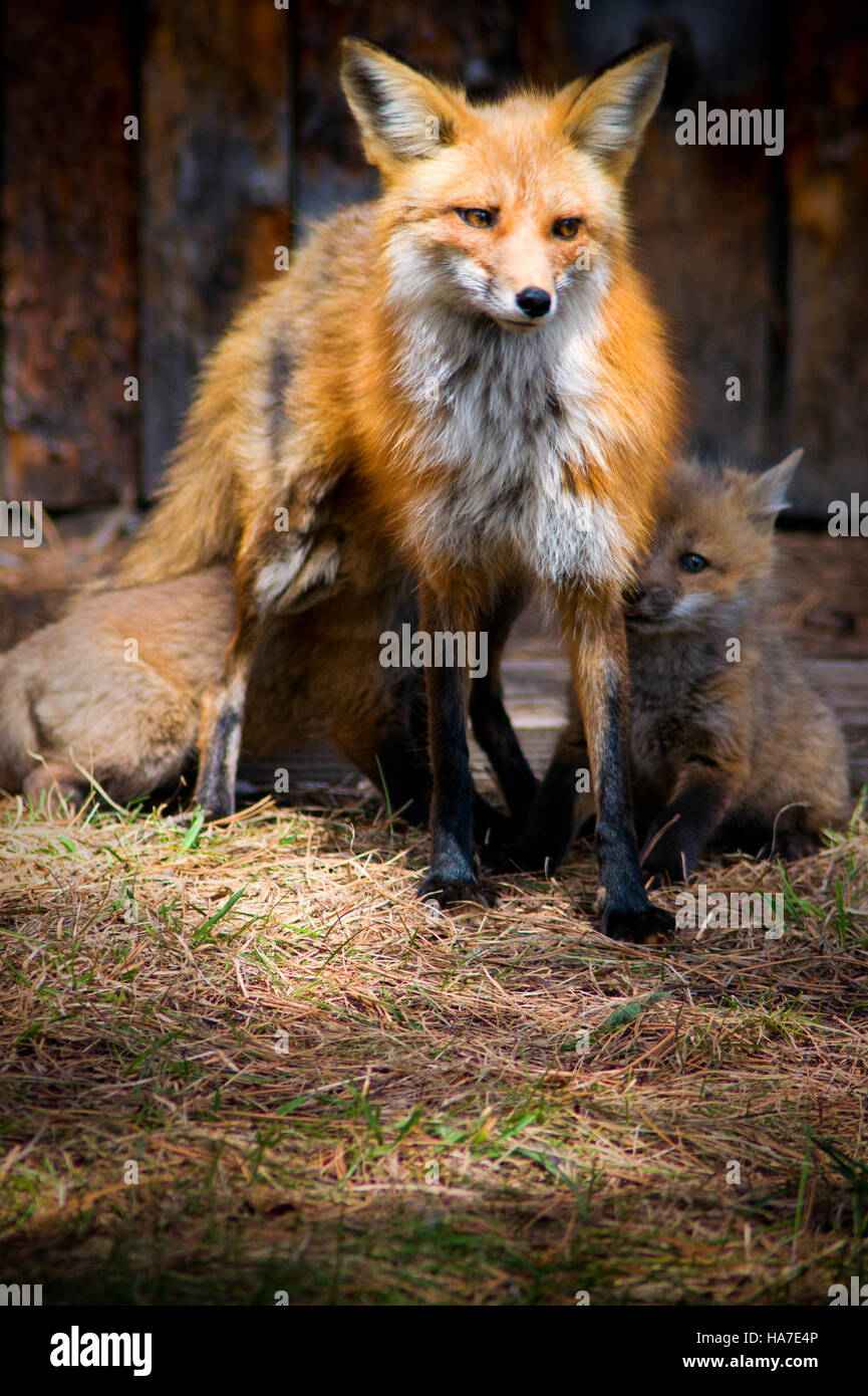 A Red Fox Family Stock Photo - Alamy