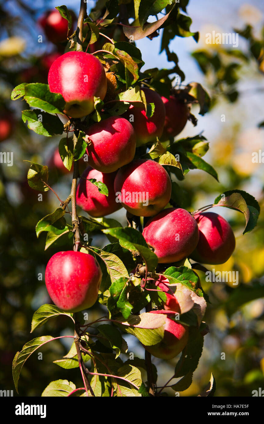 Apple tree with red apples Stock Photo - Alamy