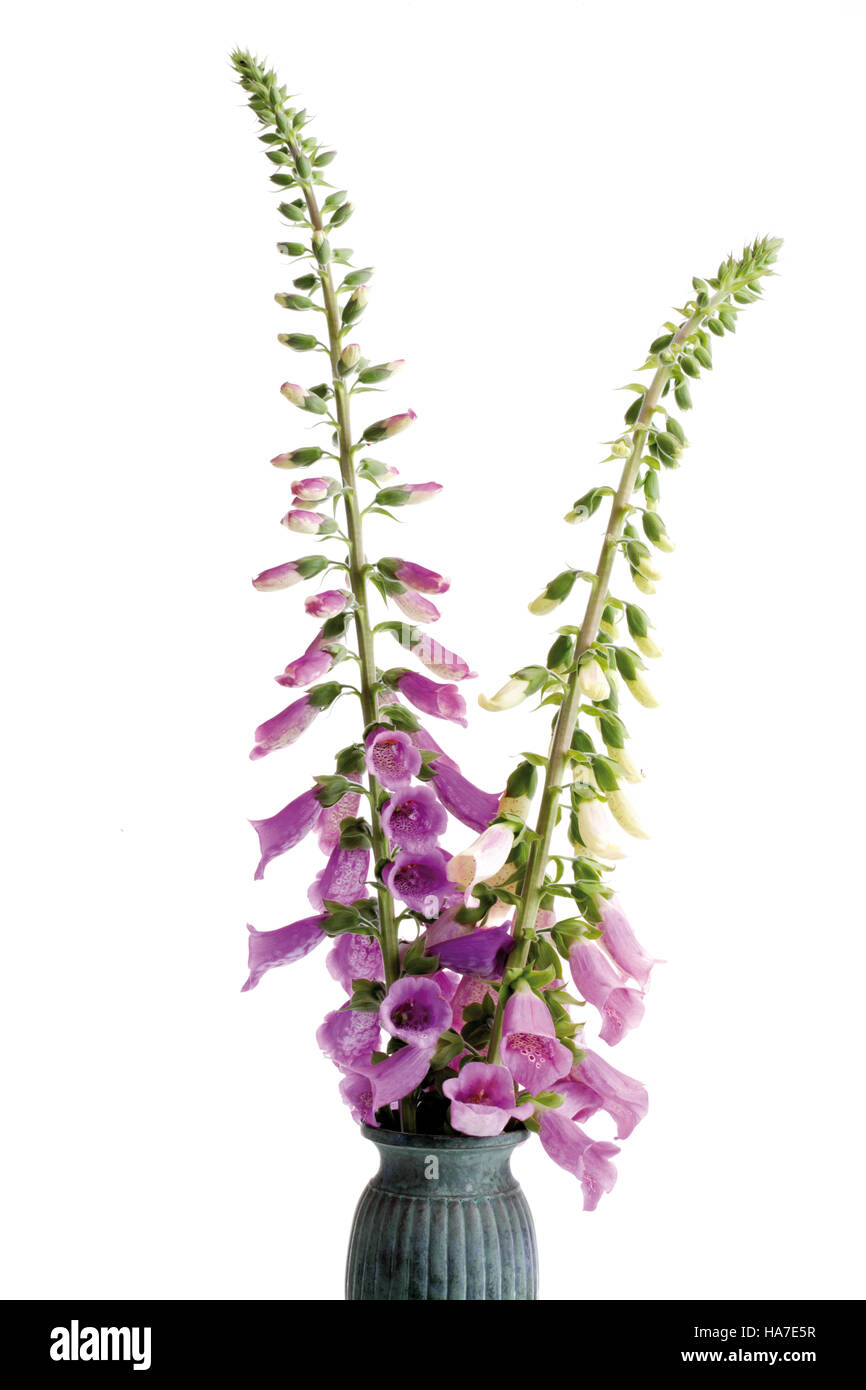 Common Foxglove (Digitalis purpurea Stock Photo - Alamy