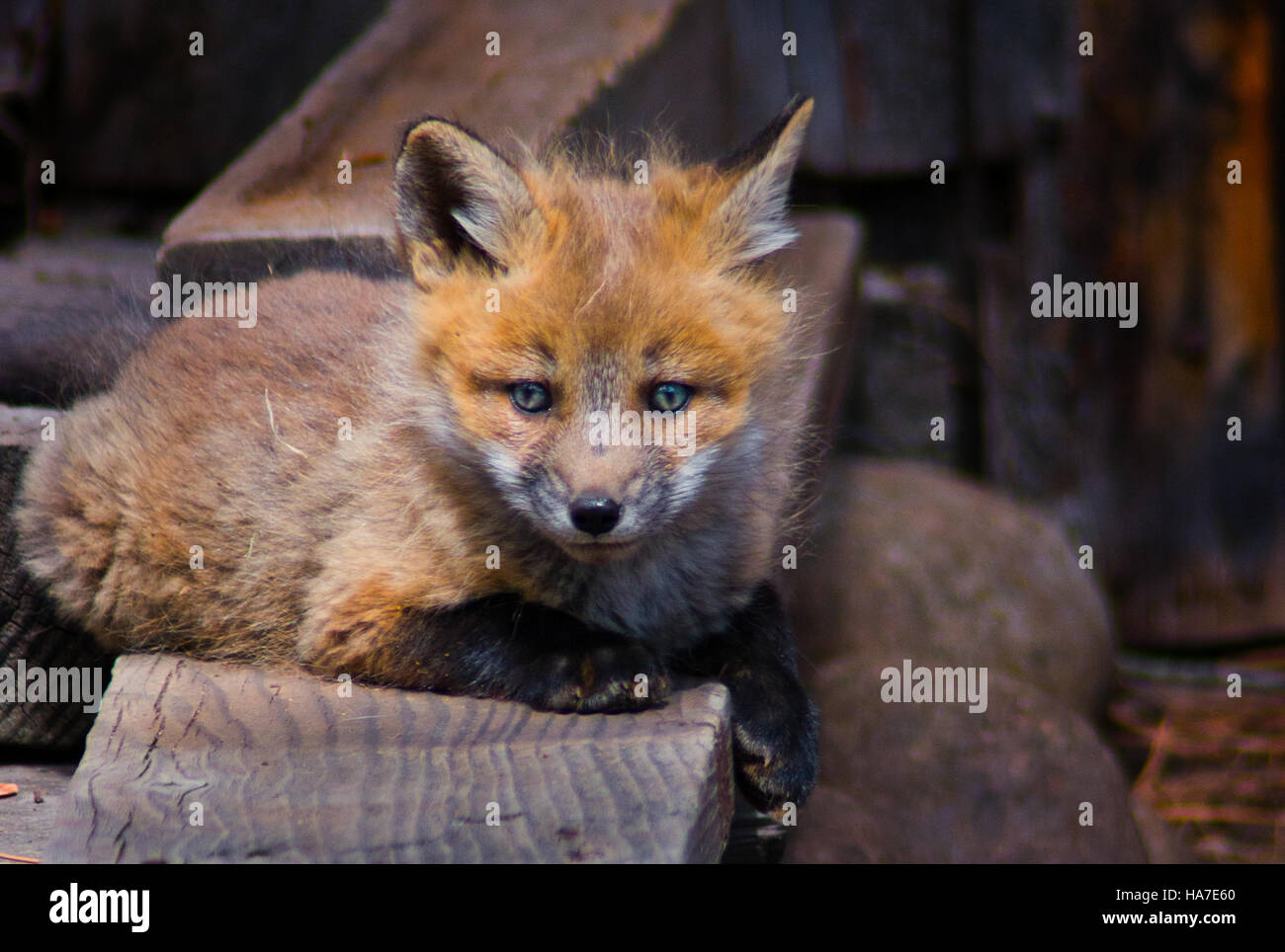 Red Fox Kit Stock Photo - Alamy