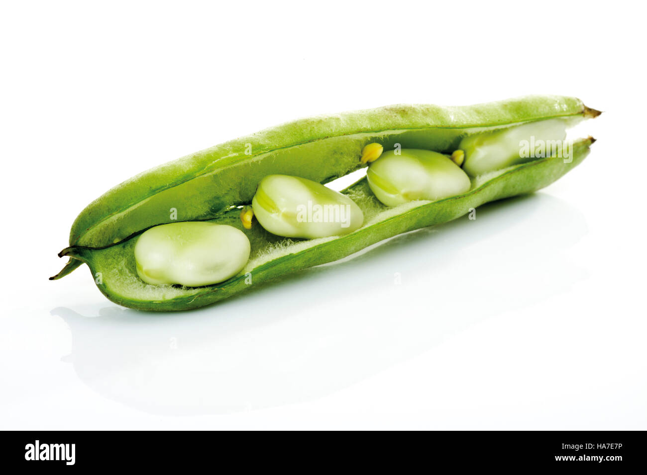 Broad Bean (Vicia faba), pod Stock Photo - Alamy