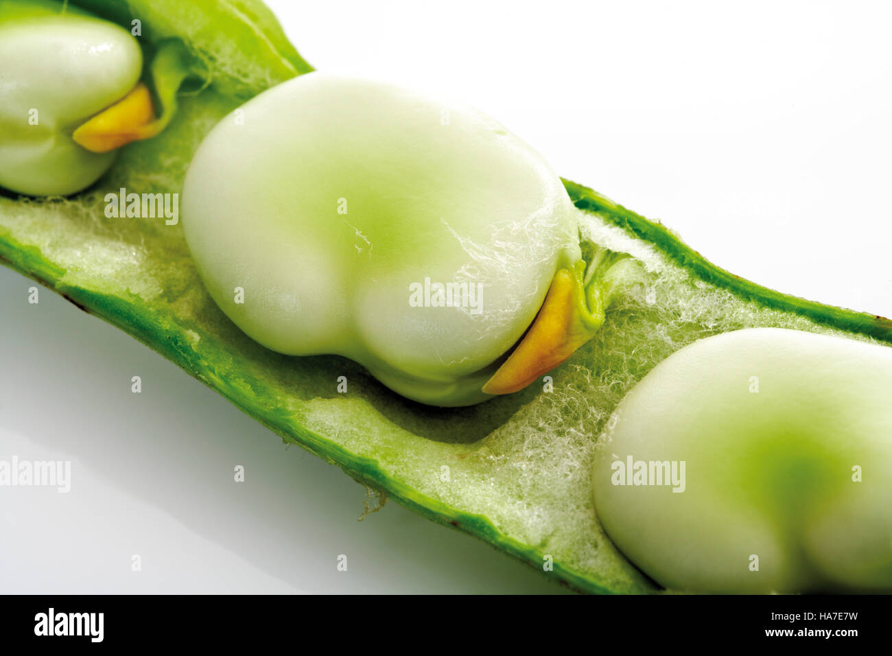 Broad Bean (Vicia faba), pod Stock Photo - Alamy