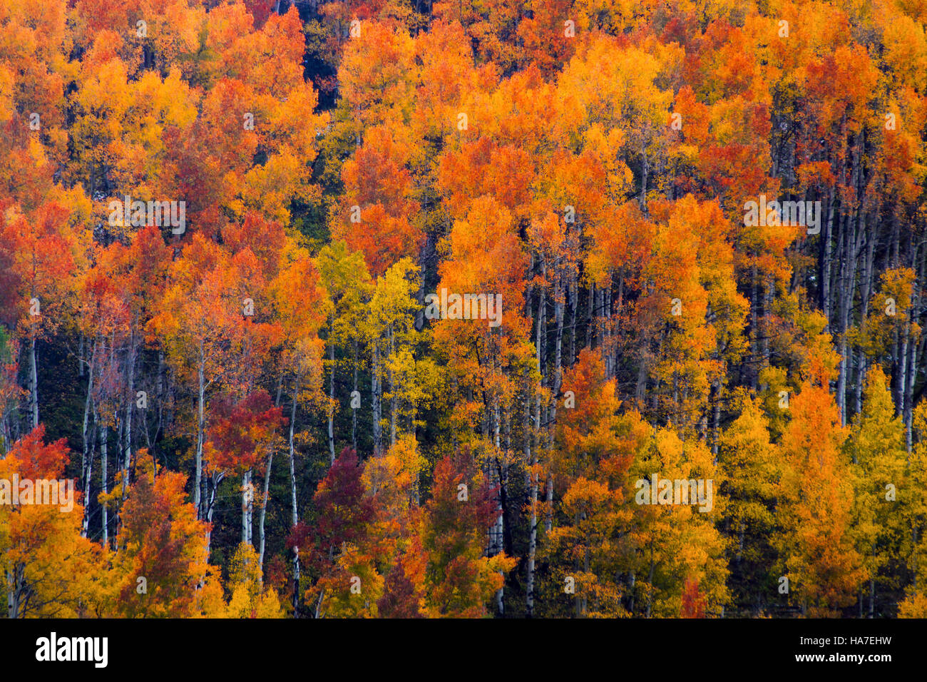 Orange autumn trees show off their stunning colors in the West Elk Mountains of Colorado Stock ...