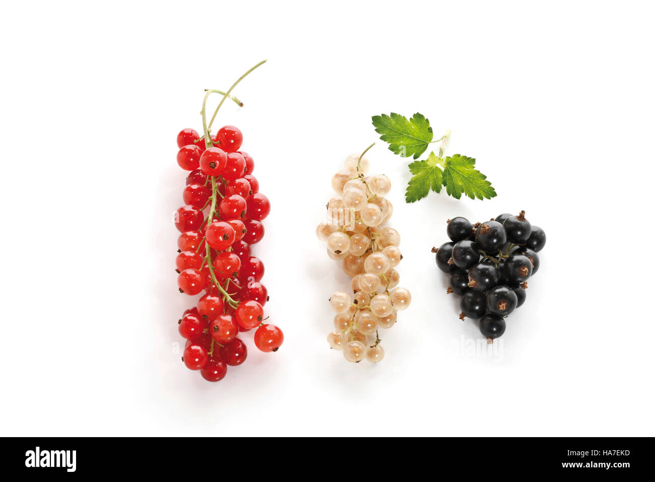 Red, white and black currants with small leaves Stock Photo - Alamy