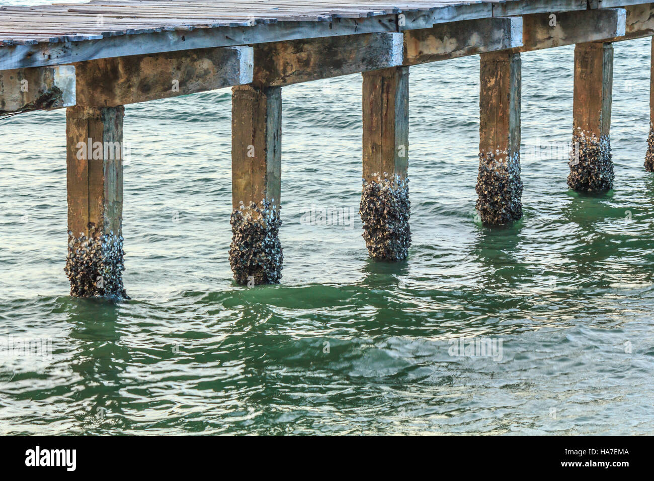 texture of concrete have sea shell with sea Stock Photo - Alamy
