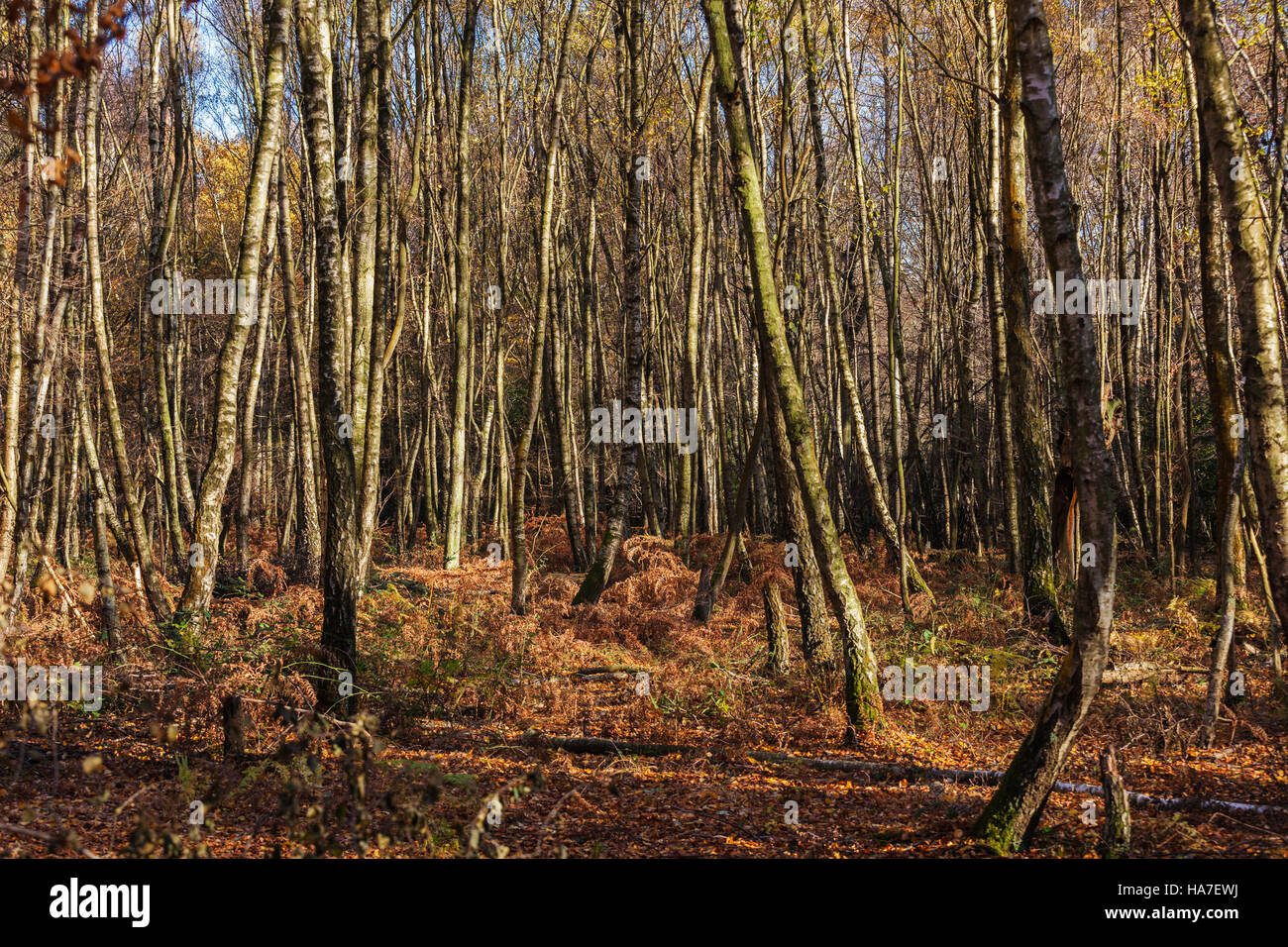 Autumn Colour in Epping Forest Stock Photo - Alamy