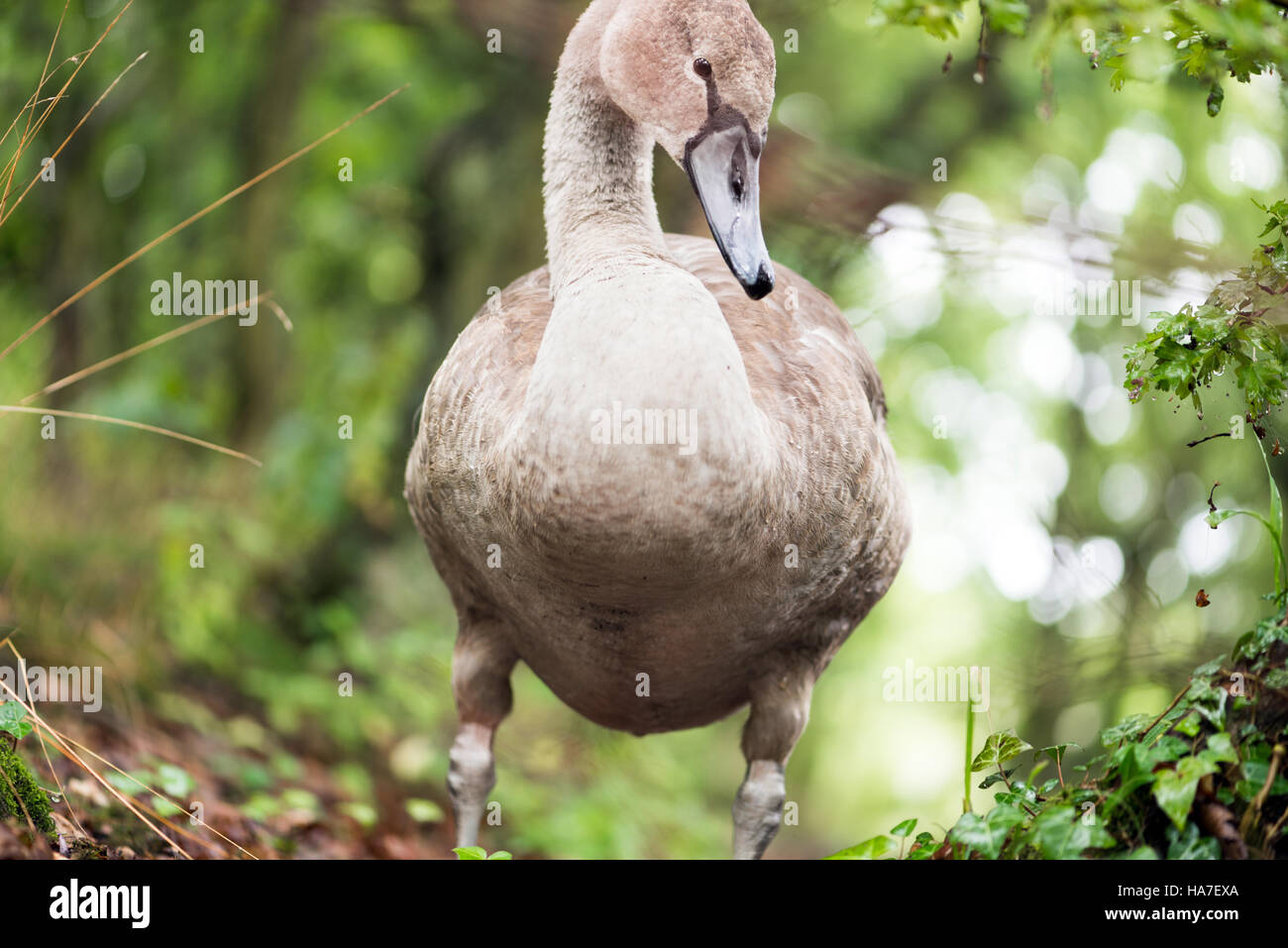 Cygnet portrait hi-res stock photography and images - Alamy