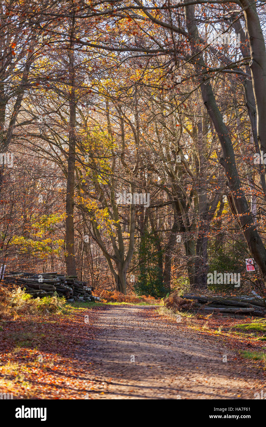 Log footpath hi-res stock photography and images - Alamy
