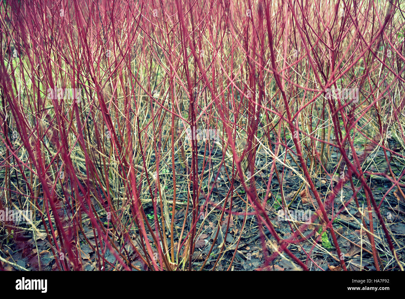 twigs branches trees leafs patterns background Stock Photo - Alamy